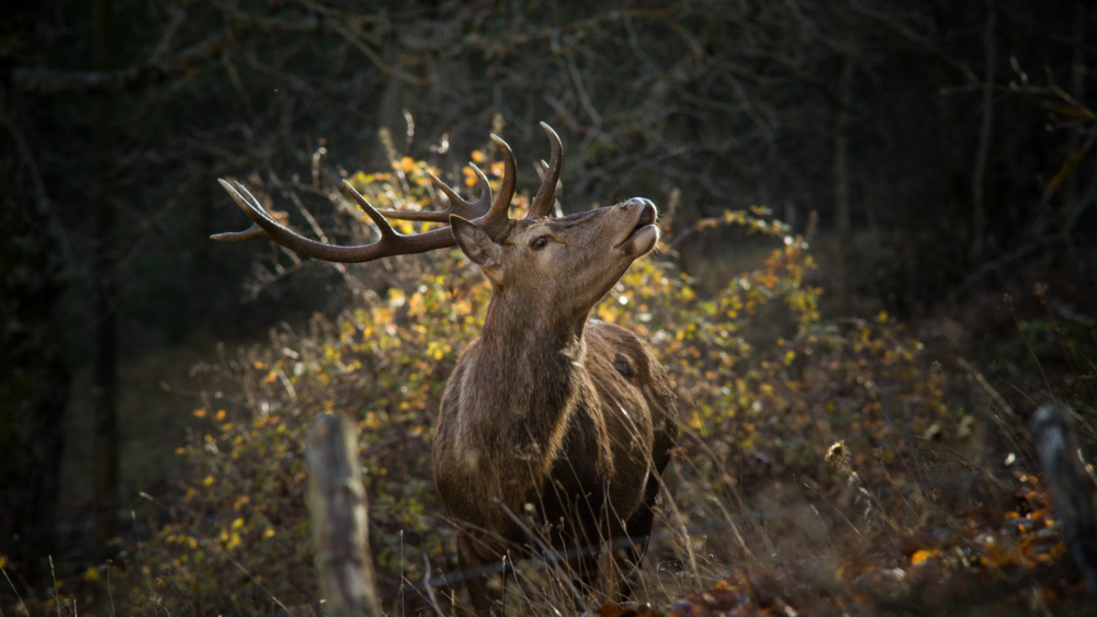 10 Best National Parks in Italy - From Cinque Terre to Gran Sasso